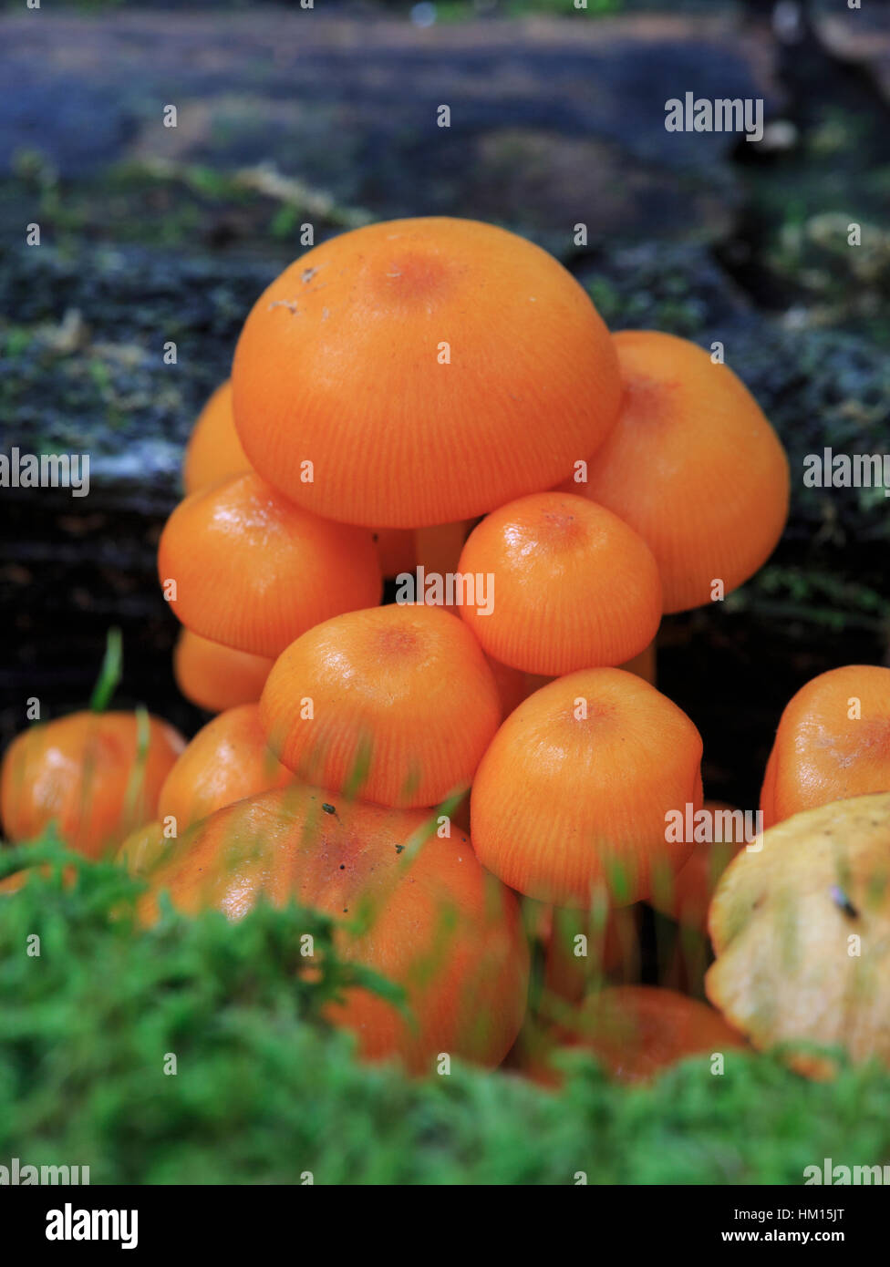 Orange Mycena (Mycena leaiana) growing on a log Stock Photo - Alamy