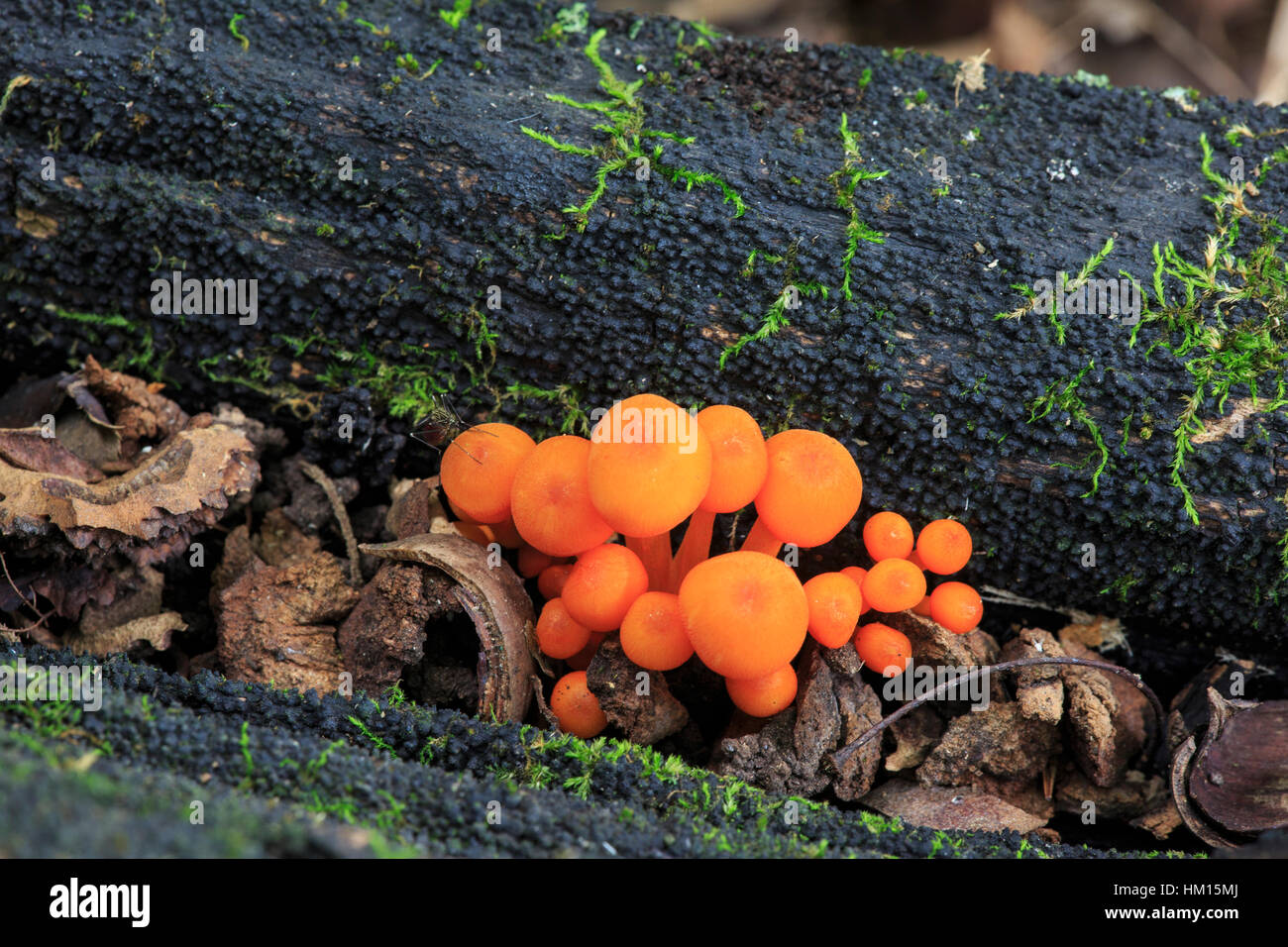 Orange Mycena (Mycena leaiana) growing on a log Stock Photo - Alamy