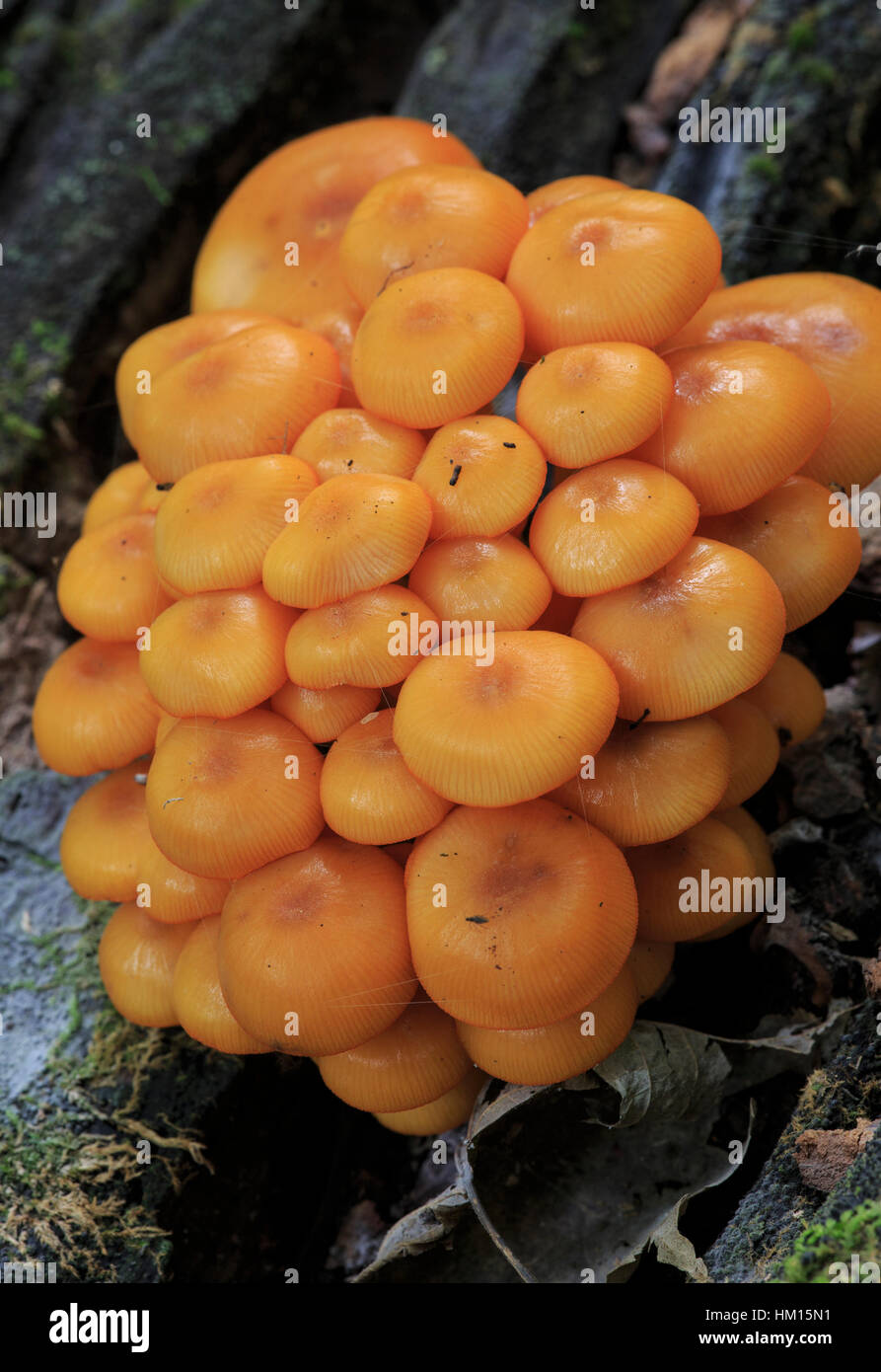 Orange Mycena (Mycena leaiana) growing on a log Stock Photo - Alamy