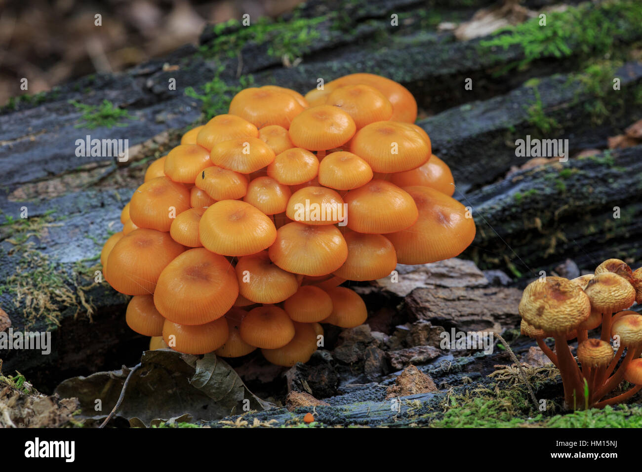 Orange Mycena (Mycena leaiana) growing on a log Stock Photo - Alamy