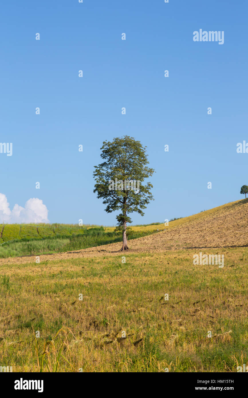 Tree and blue sky Stock Photo - Alamy