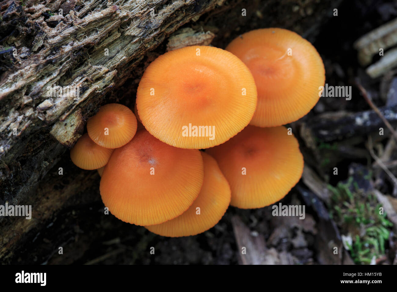 Orange Mycena (Mycena leaiana) growing on a log Stock Photo - Alamy