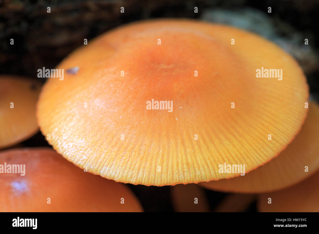 Orange Mycena (Mycena leaiana) growing on a log Stock Photo - Alamy