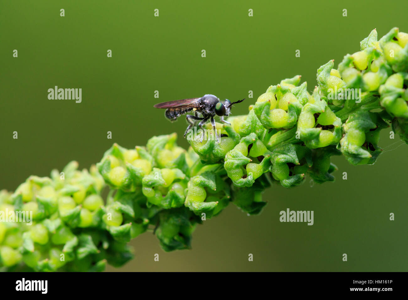 Robber fly ( Cerotainia) on flowers Stock Photo - Alamy