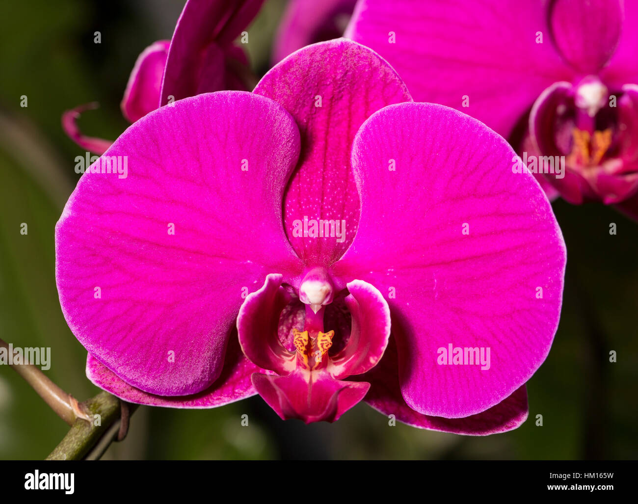 Moth orchid flower hi-res stock photography and images - Alamy