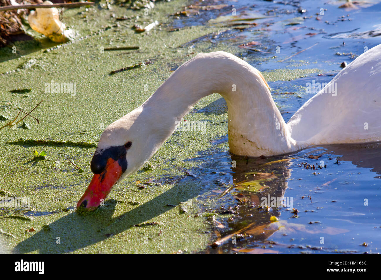 North american swan hi-res stock photography and images - Alamy
