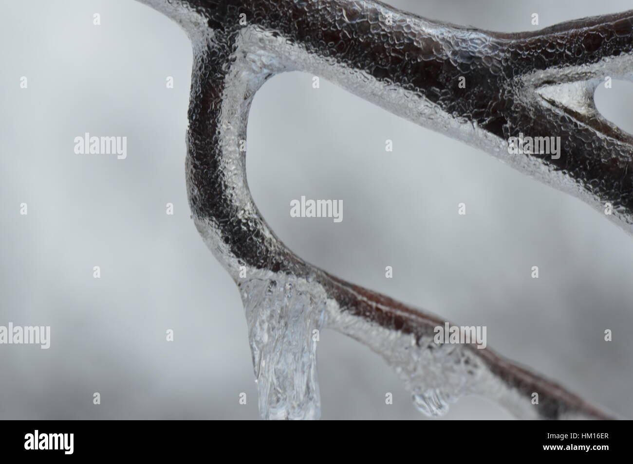 Ice cover plants hi-res stock photography and images - Alamy