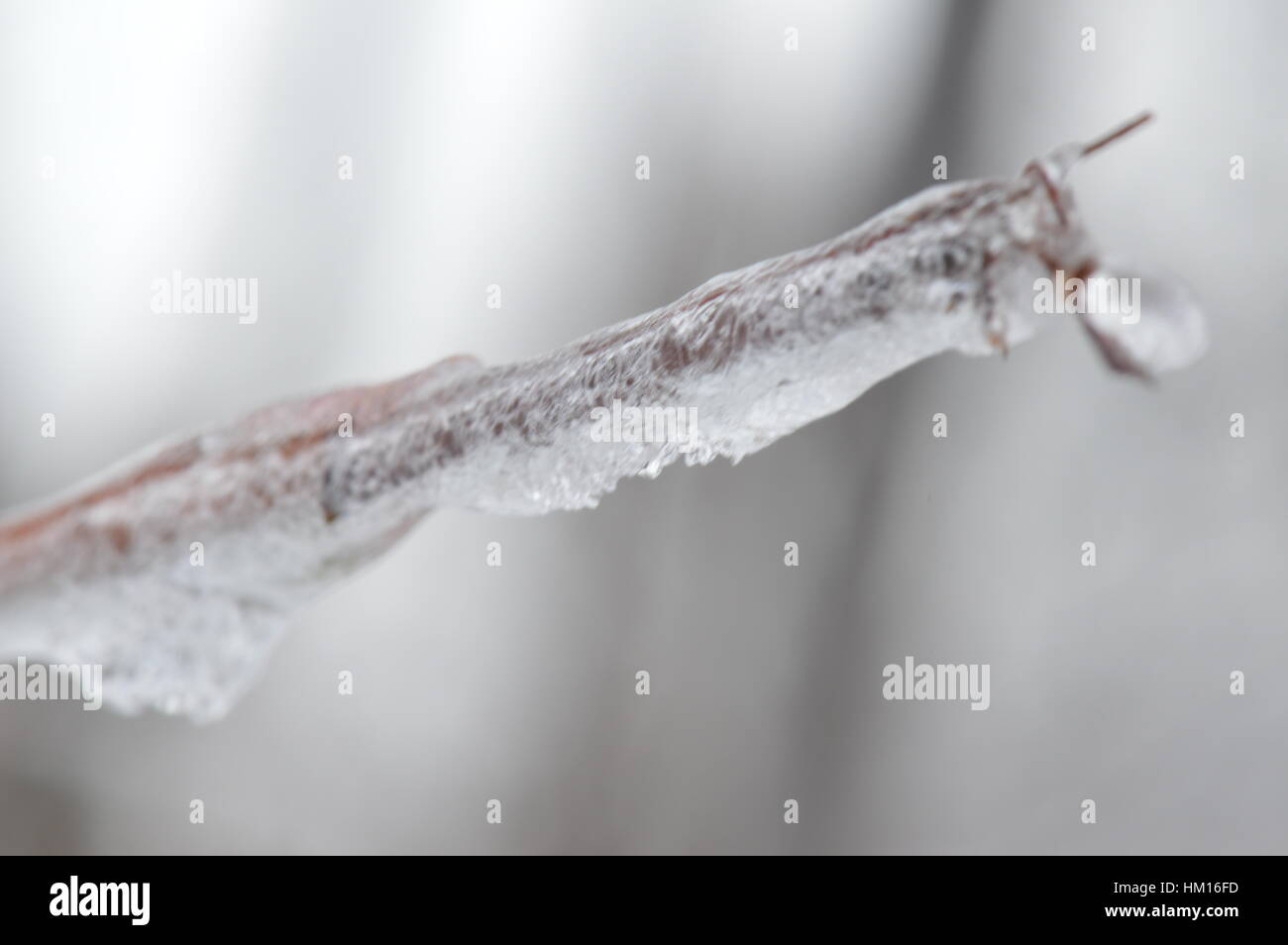 Ice cover plants hi-res stock photography and images - Alamy