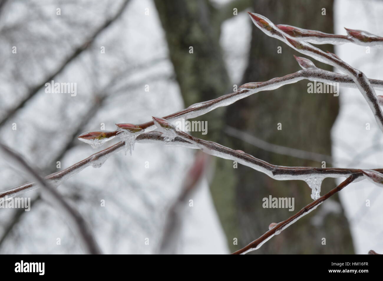 Dead branch cover in ice Stock Photo - Alamy