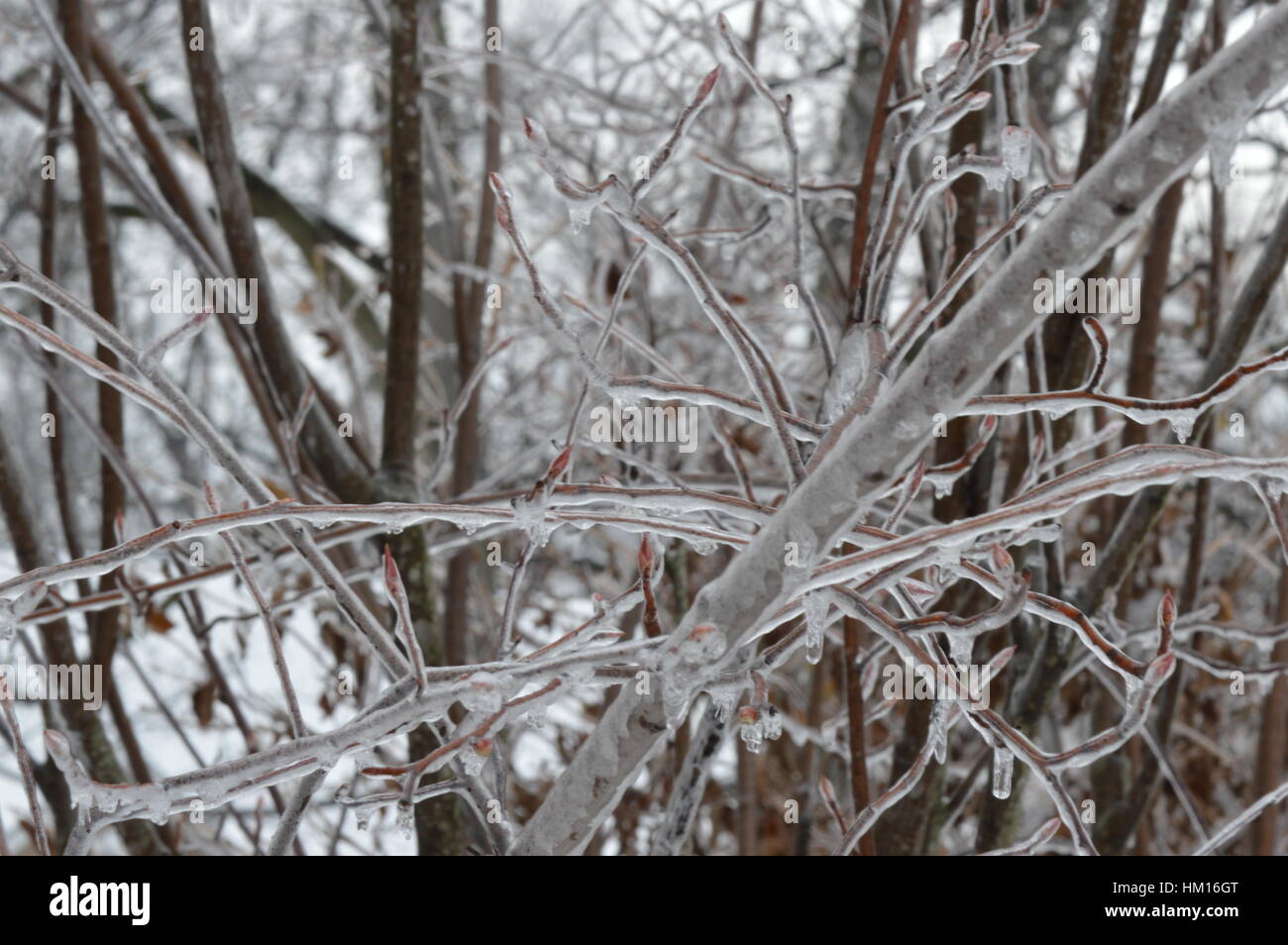 Dead branch cover in ice Stock Photo - Alamy