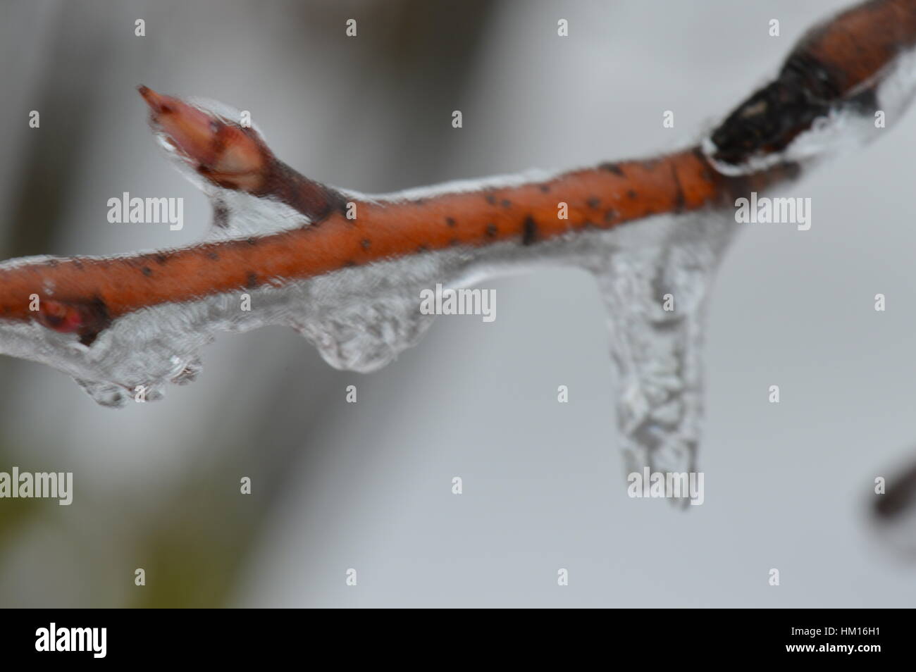 Dead branch cover in ice Stock Photo - Alamy