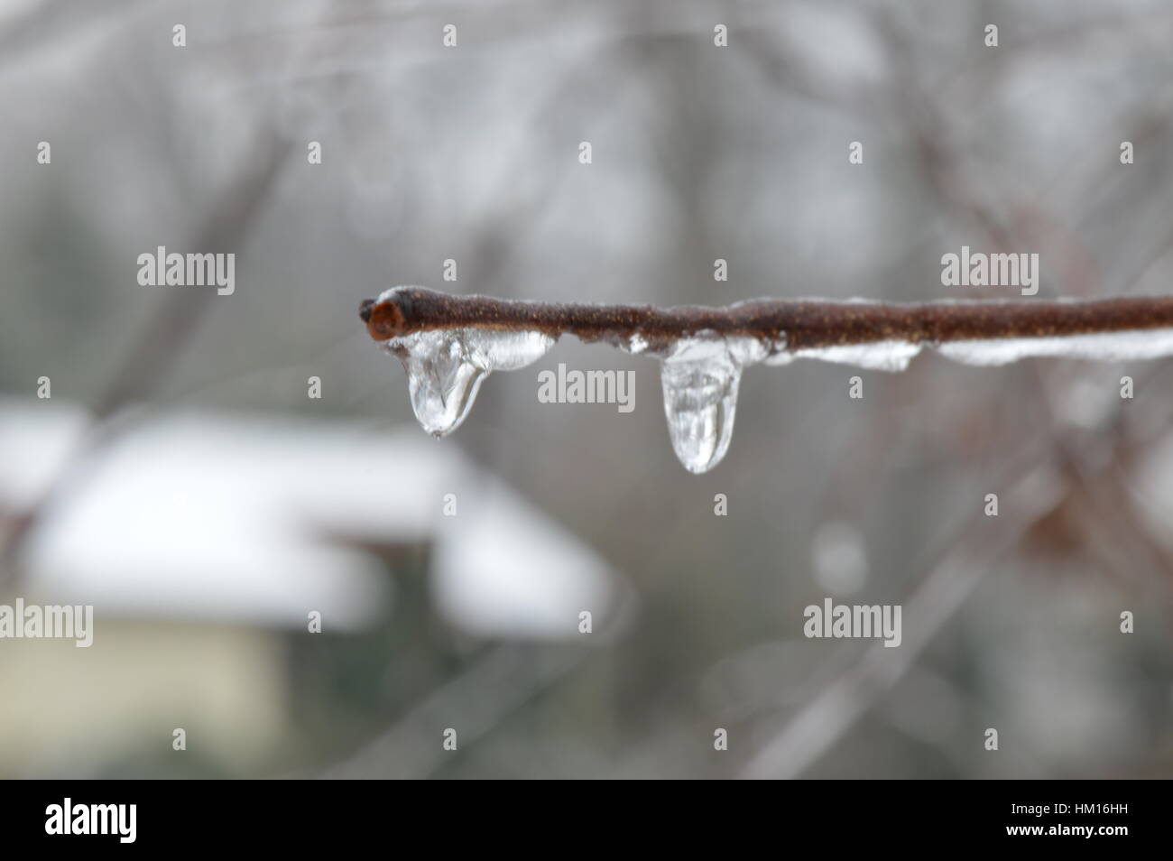 Dead branch cover in ice Stock Photo - Alamy