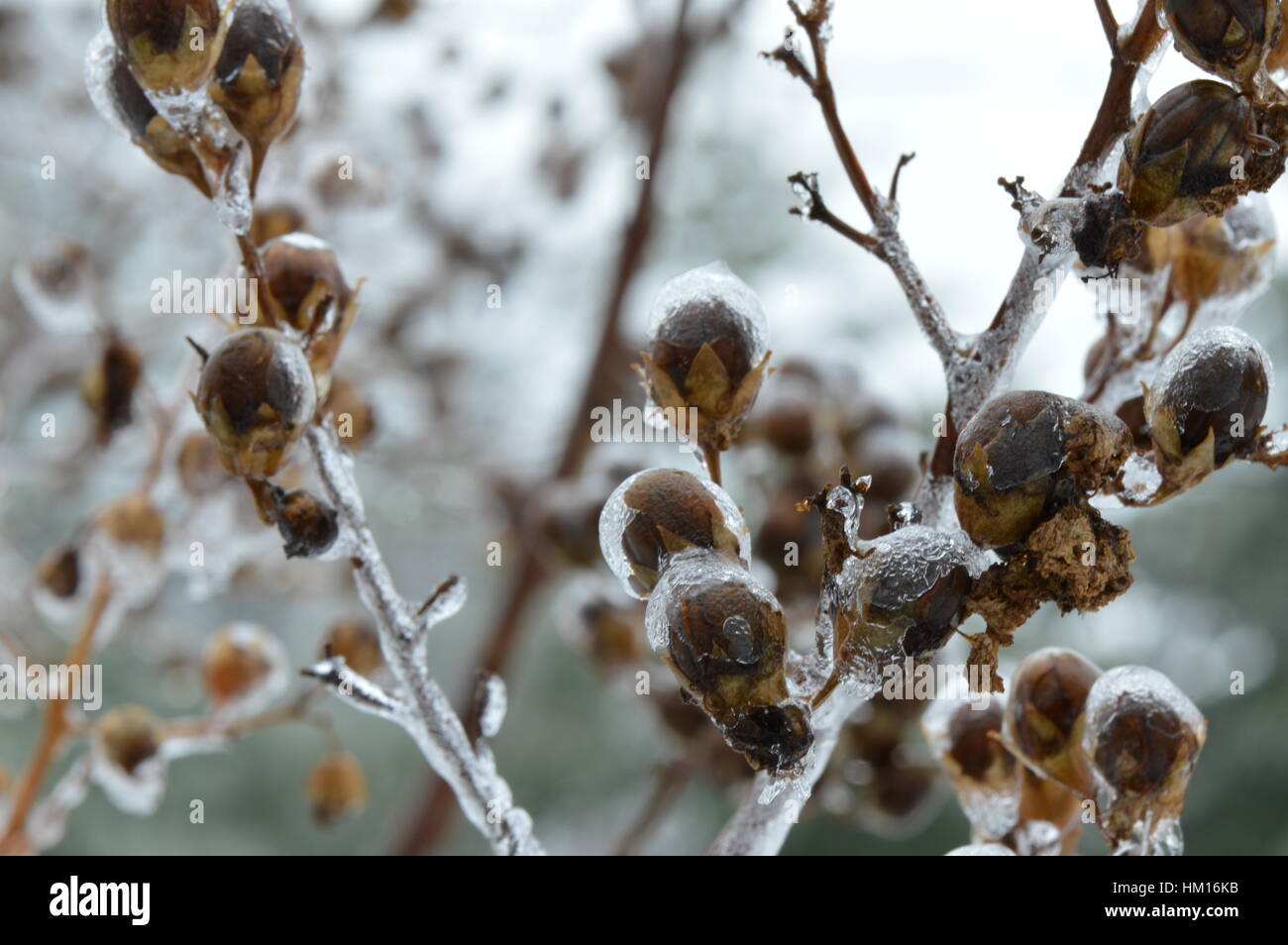 Dead frozen flower hi-res stock photography and images - Alamy