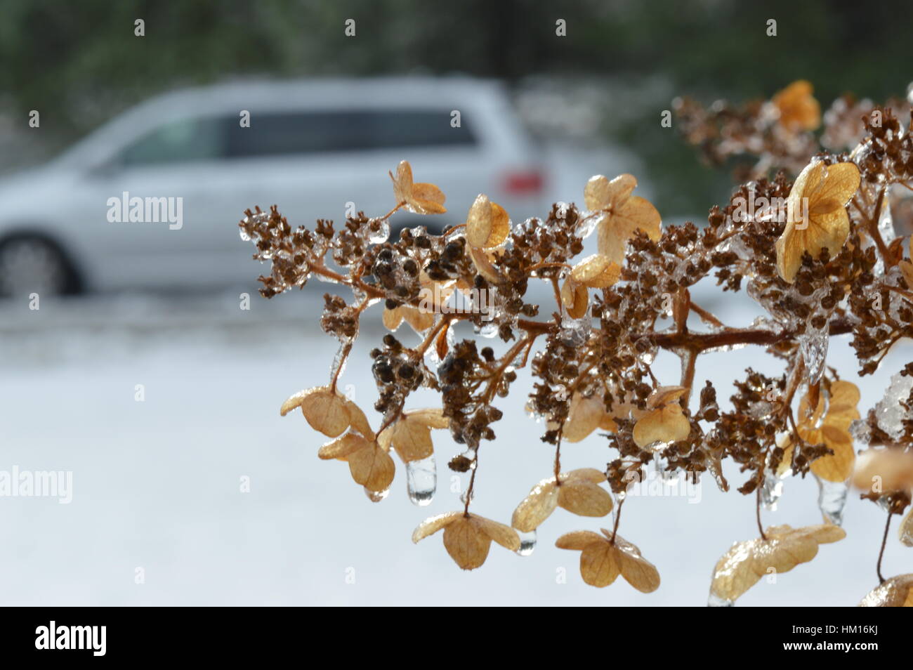 Dead frozen flower hi-res stock photography and images - Alamy