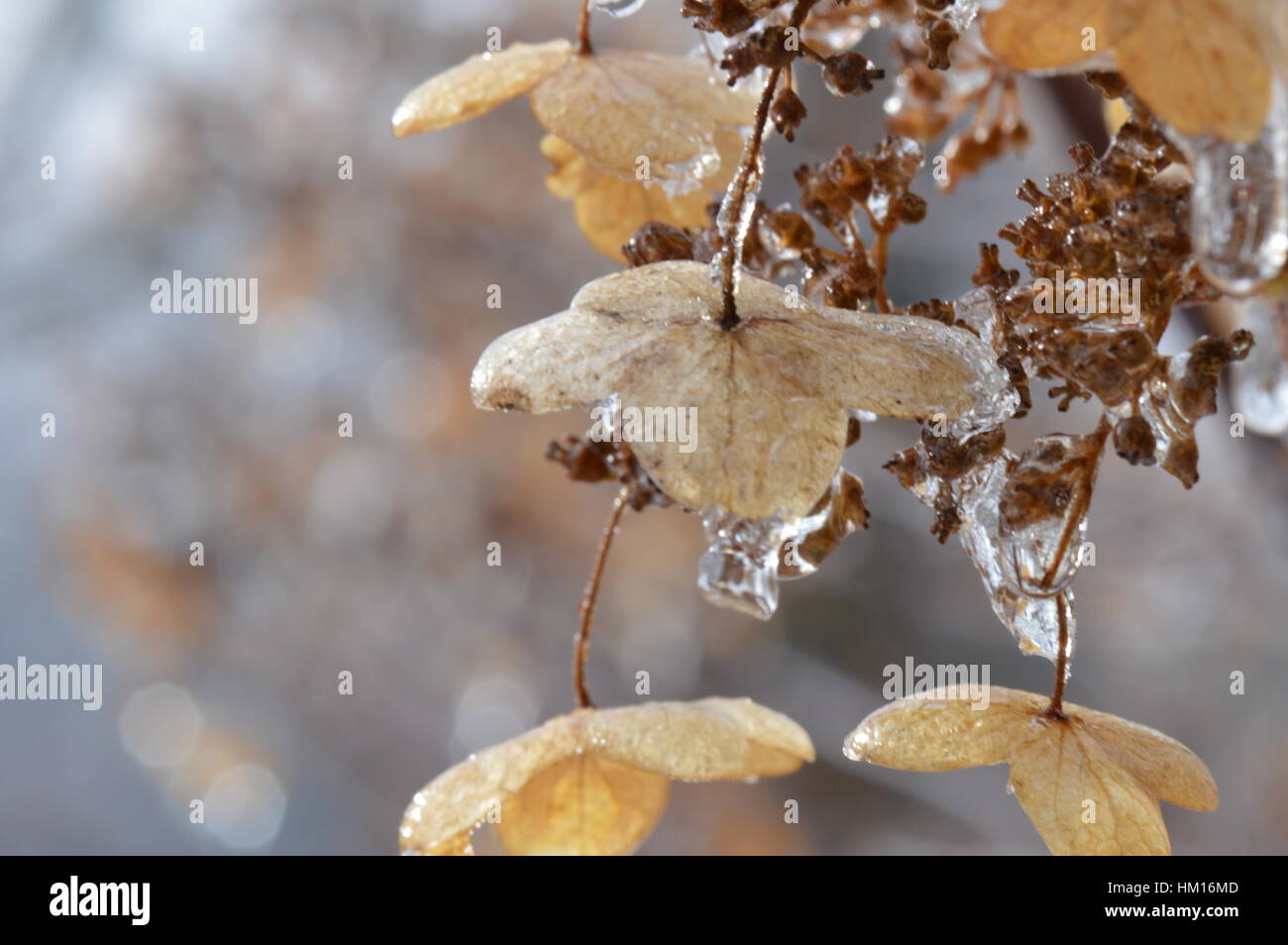 Ice flower hi-res stock photography and images - Alamy