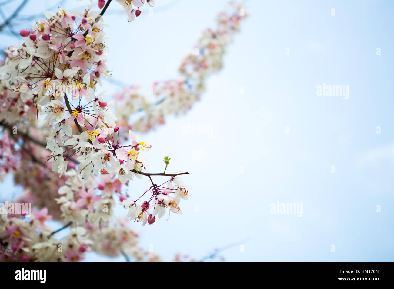 Branch of beautiful pink flower Stock Photo - Alamy