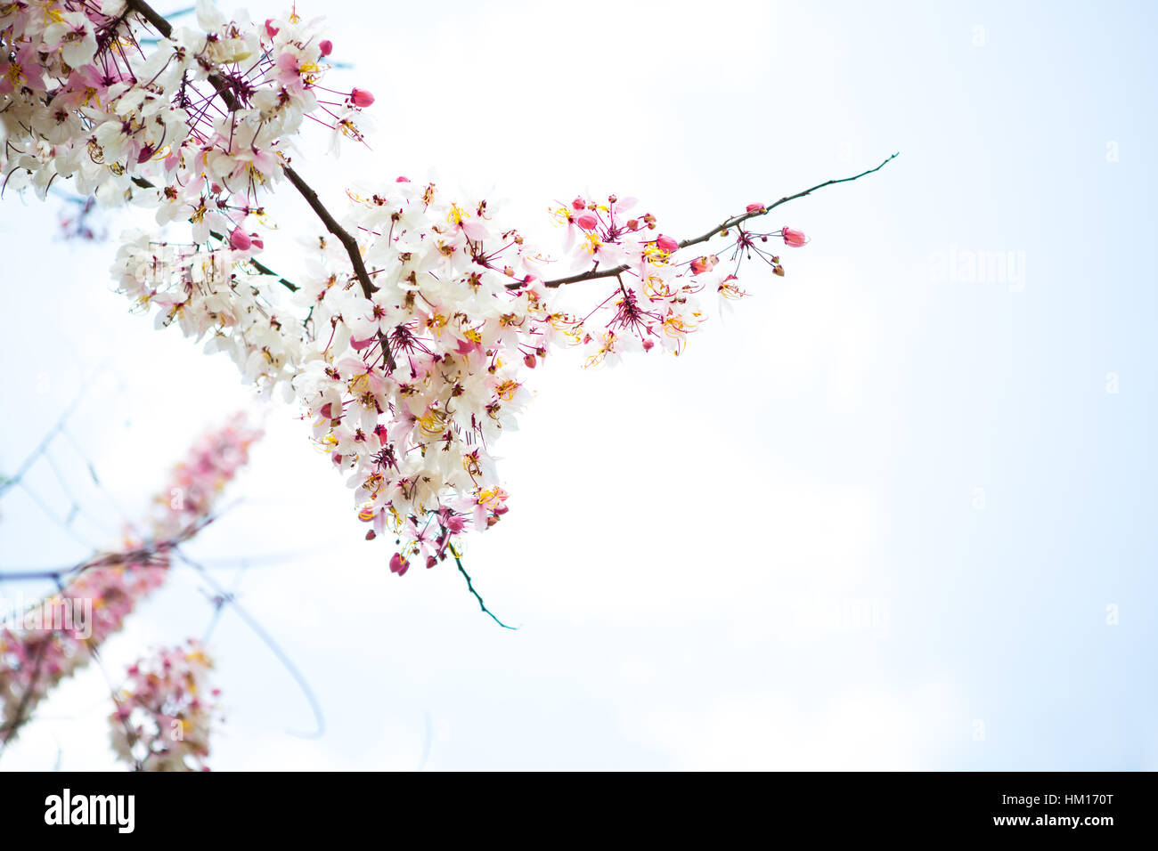 Branch of beautiful pink flower Stock Photo - Alamy