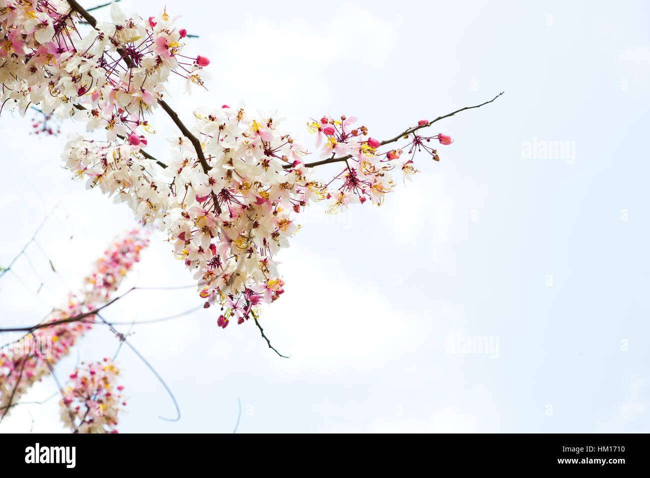 Branch of beautiful pink flower Stock Photo - Alamy