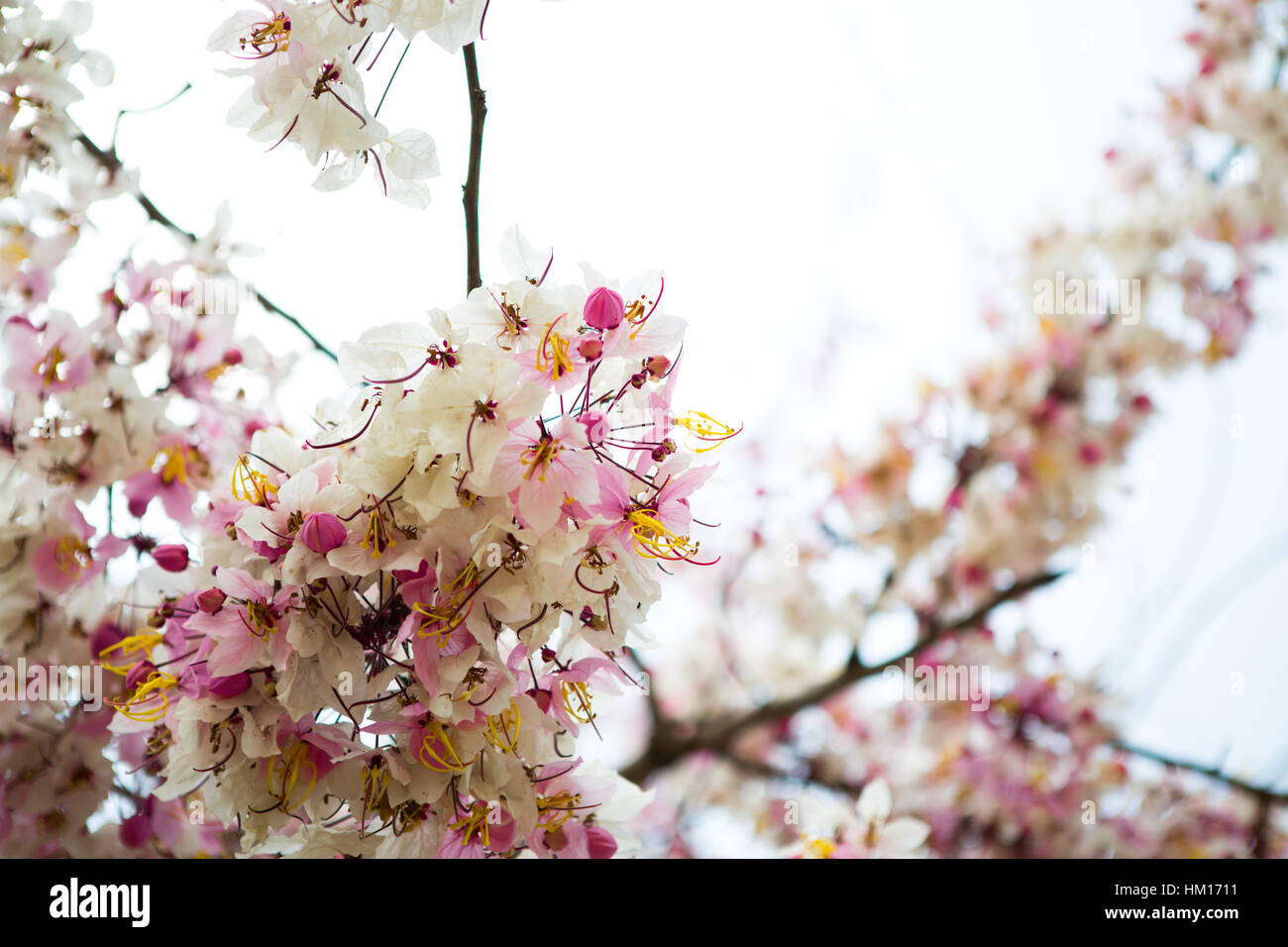 Branch of beautiful pink flower Stock Photo - Alamy
