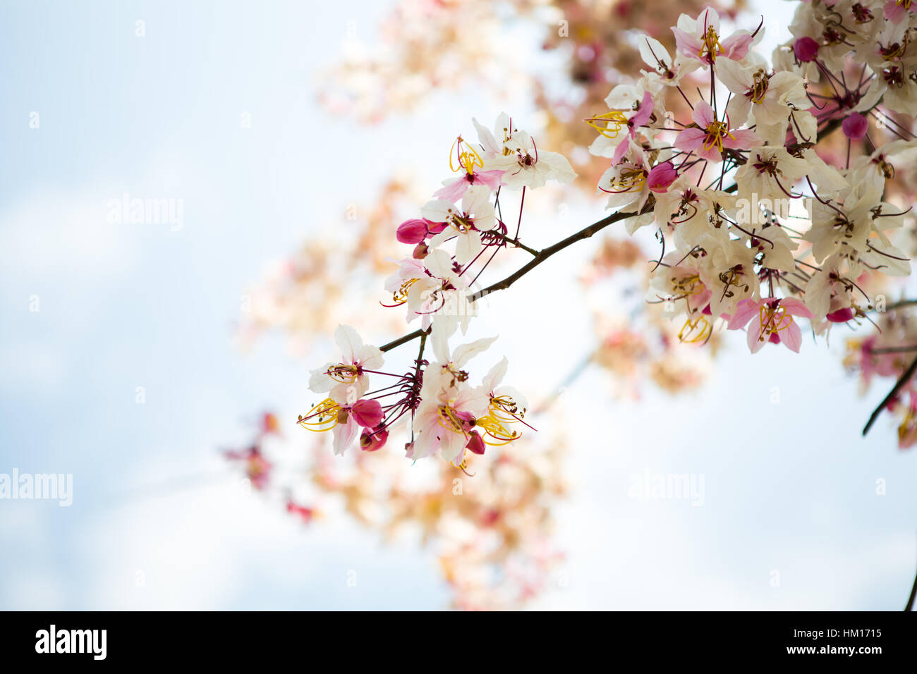 Branch of beautiful pink flower Stock Photo - Alamy