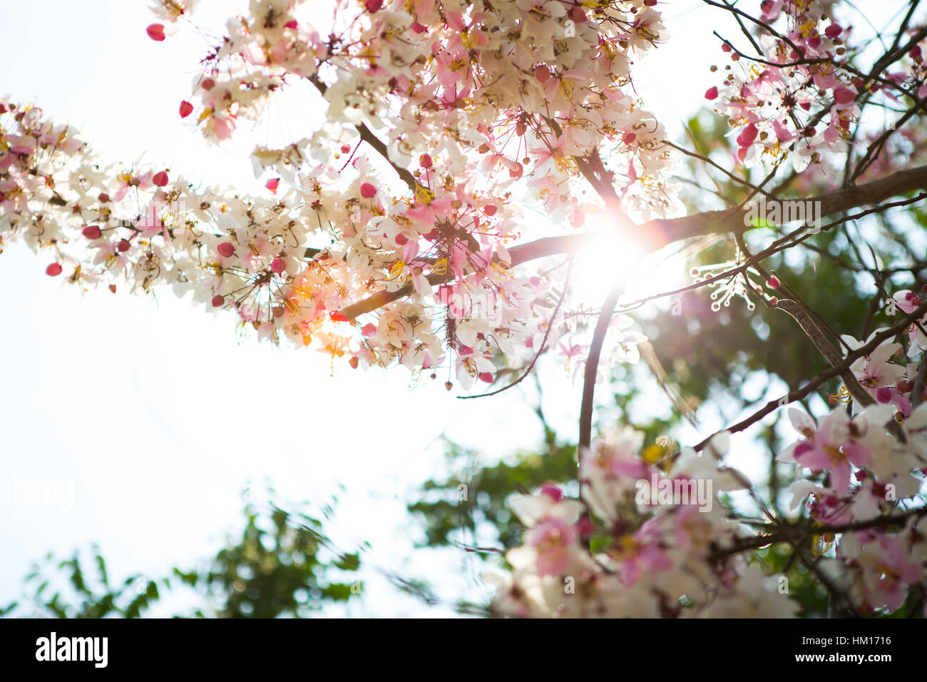 Branch of beautiful pink flower Stock Photo - Alamy