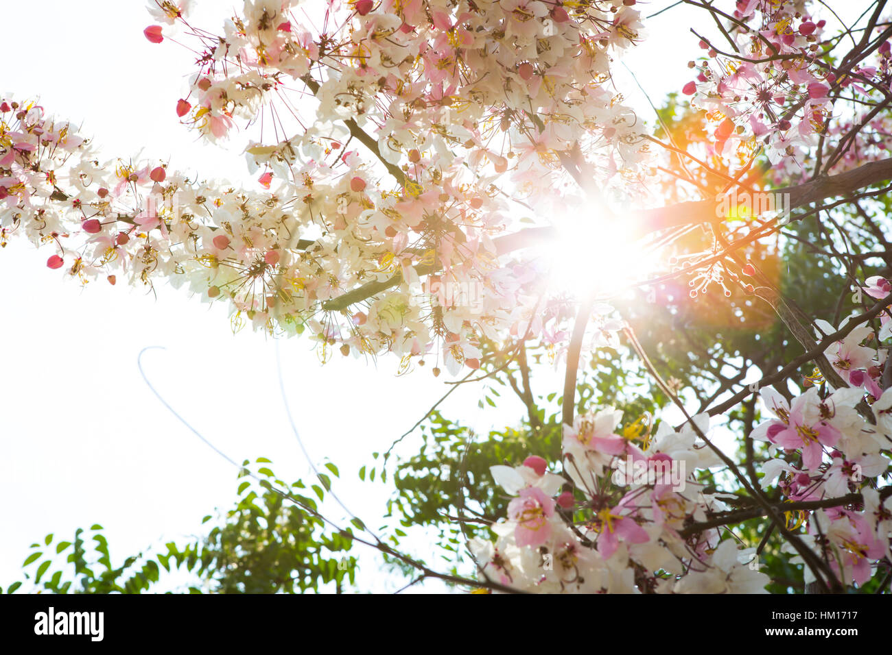Branch of beautiful pink flower Stock Photo - Alamy