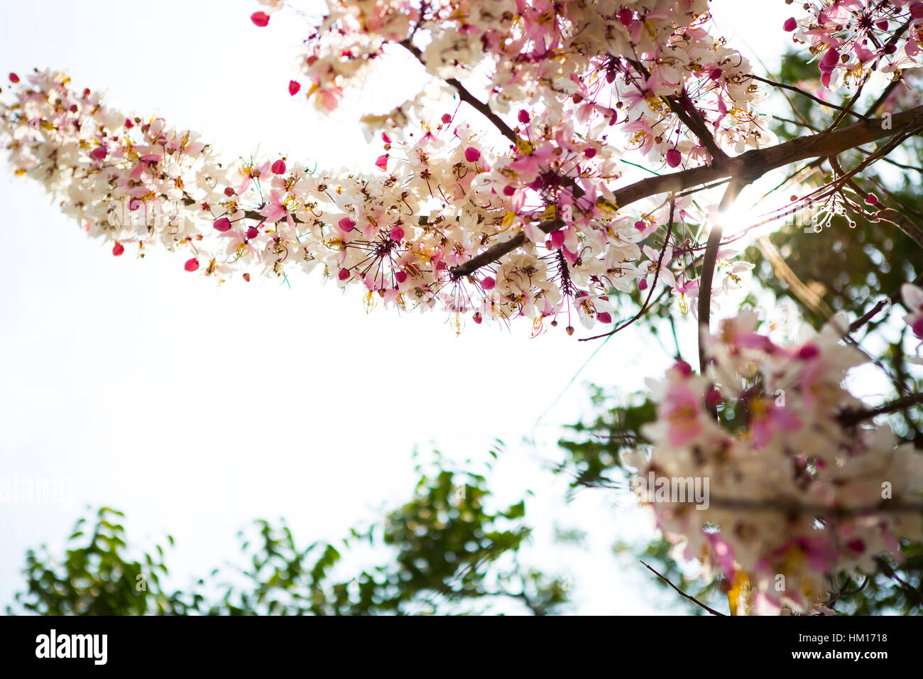 Branch of beautiful pink flower Stock Photo - Alamy