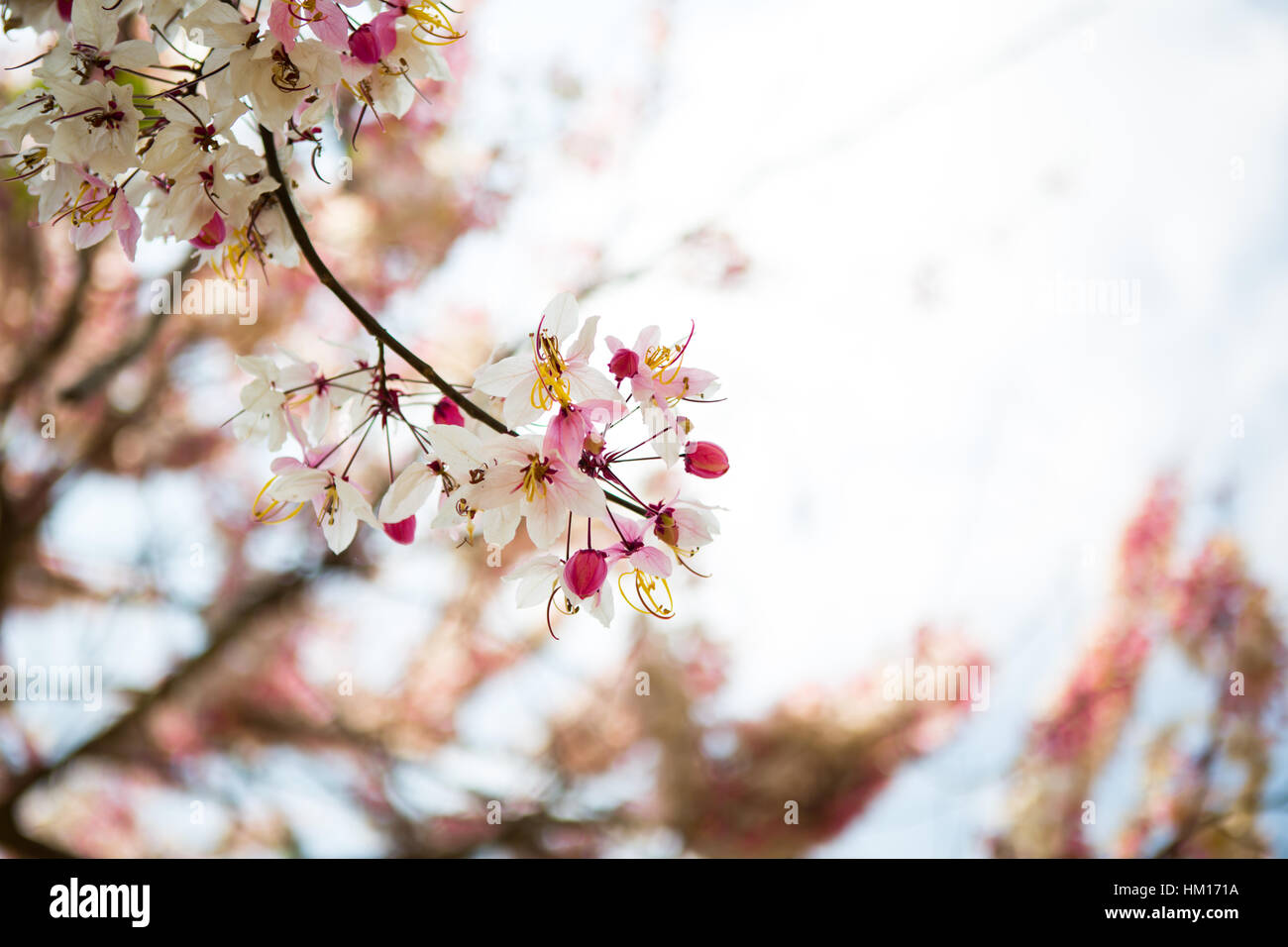 Branch of beautiful pink flower Stock Photo - Alamy