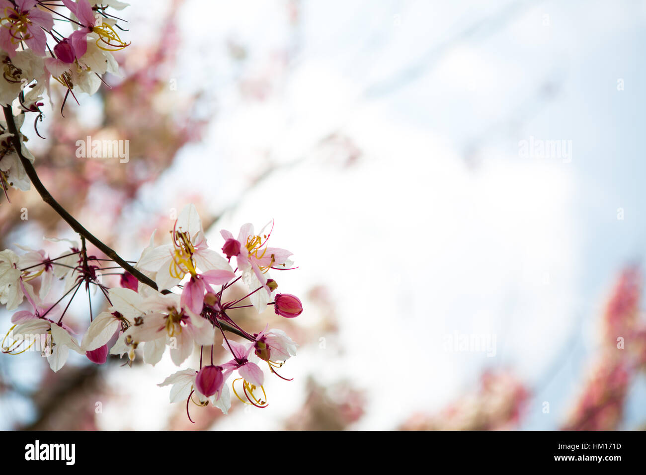 Branch of beautiful pink flower Stock Photo - Alamy