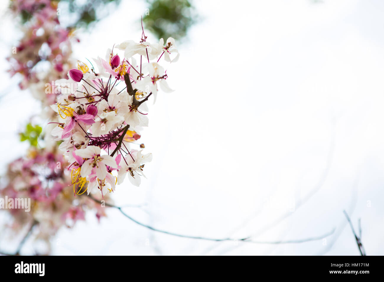 Branch of beautiful pink flower Stock Photo - Alamy