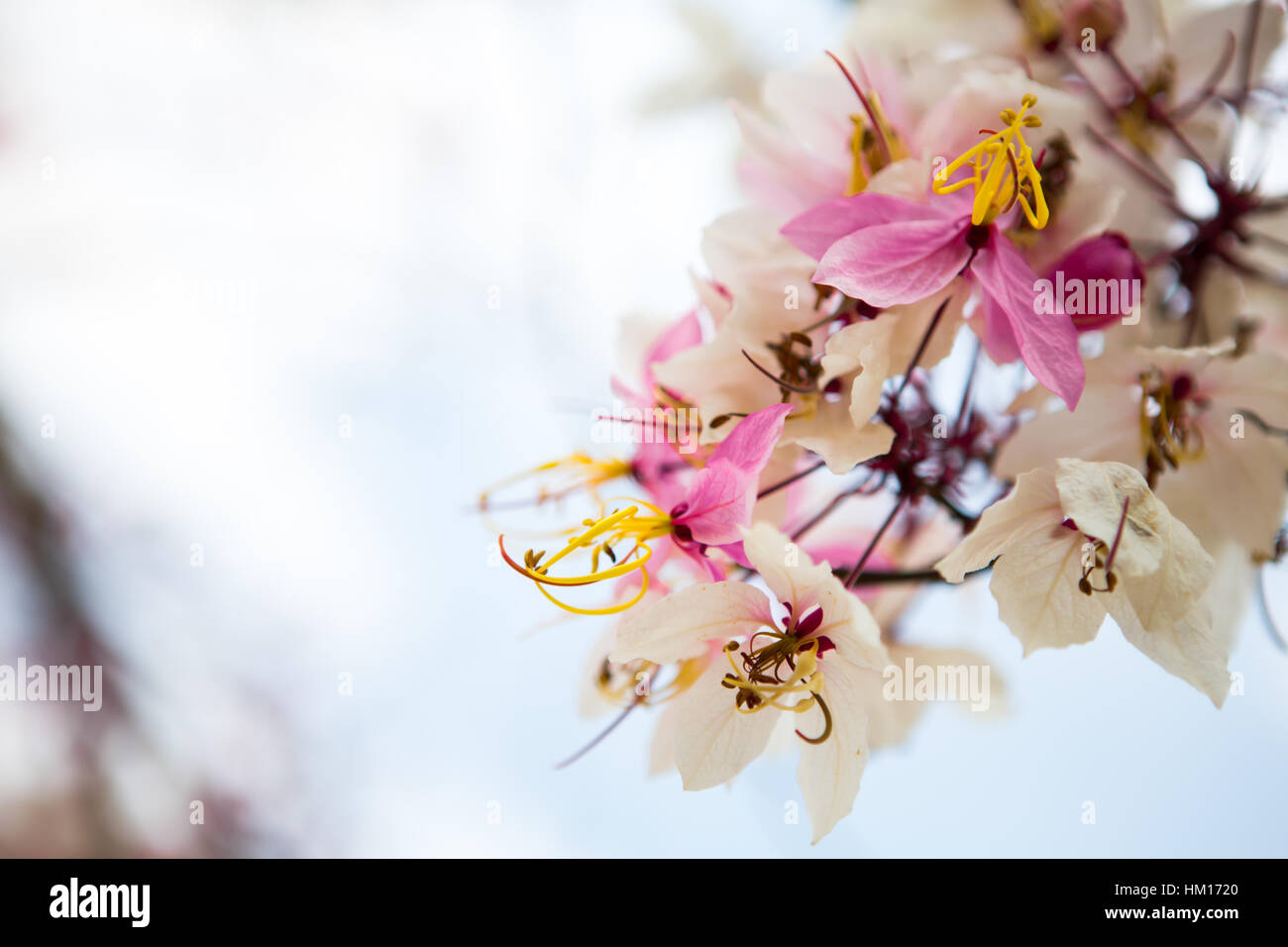 Branch of beautiful pink flower Stock Photo - Alamy