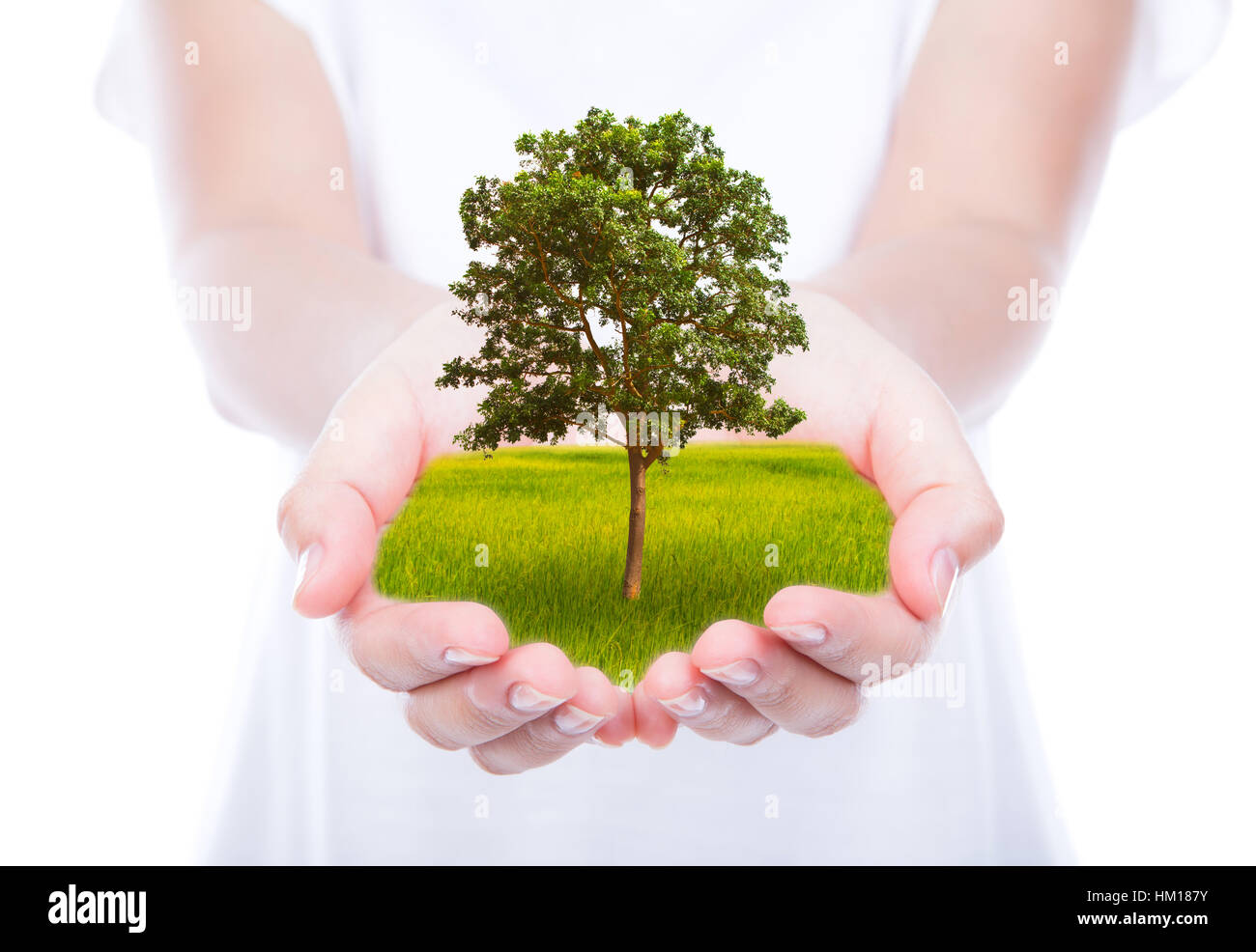 Tree in woman hands over body isolated on background Stock Photo - Alamy