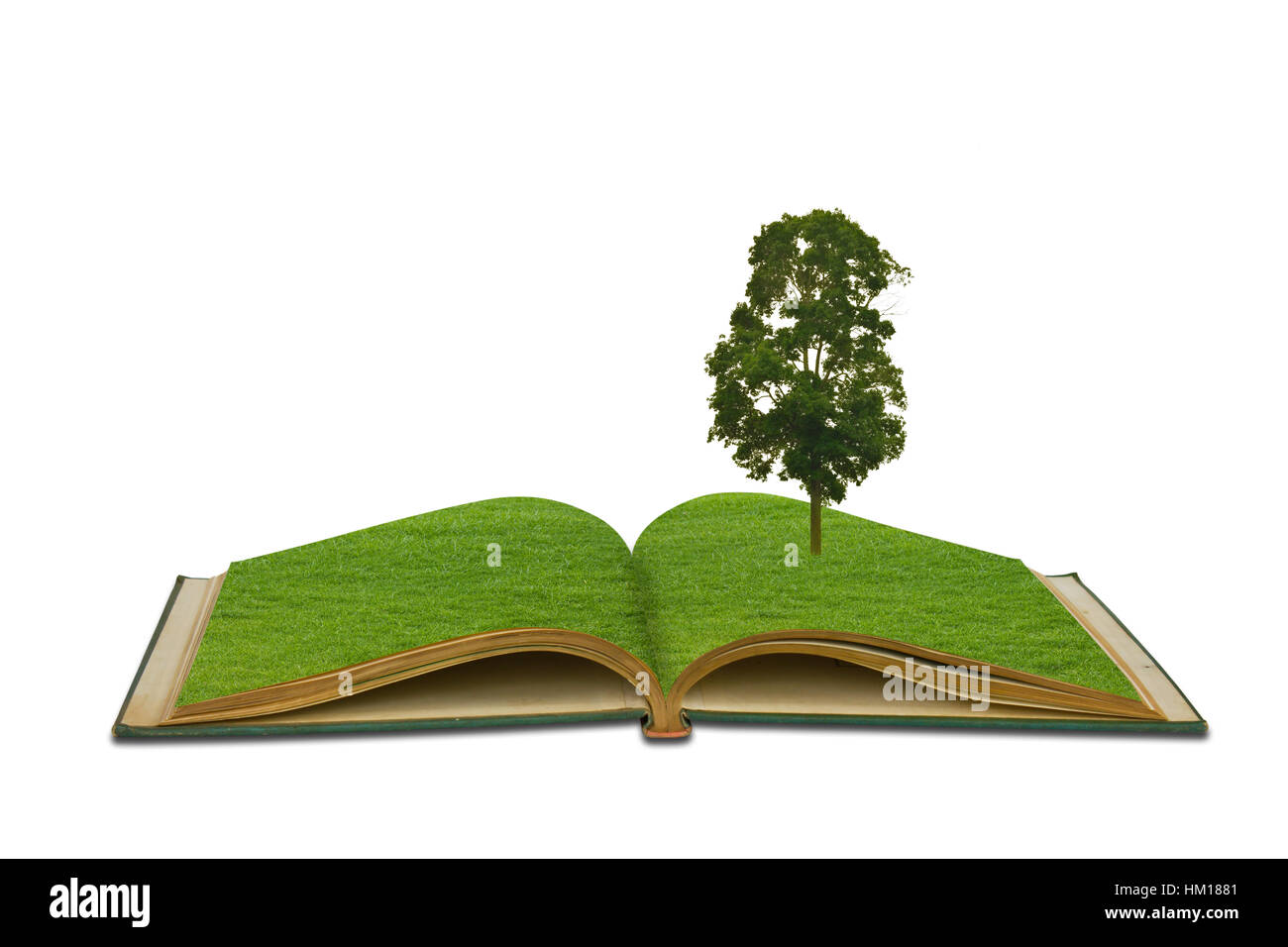Tree growing from a book Stock Photo - Alamy