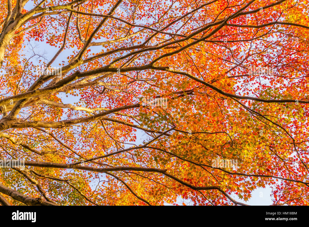 Beautiful Colorful Autumn Leaves Stock Photo - Alamy
