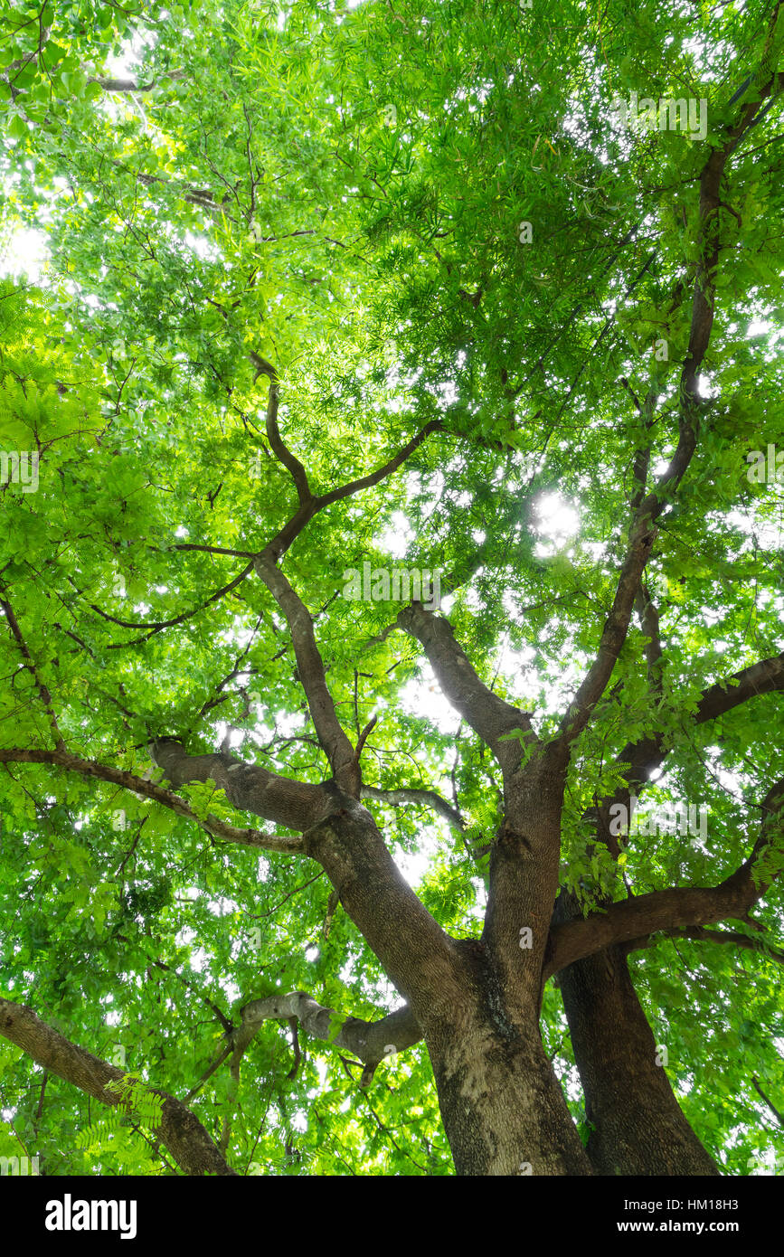 Green forest tree Stock Photo - Alamy