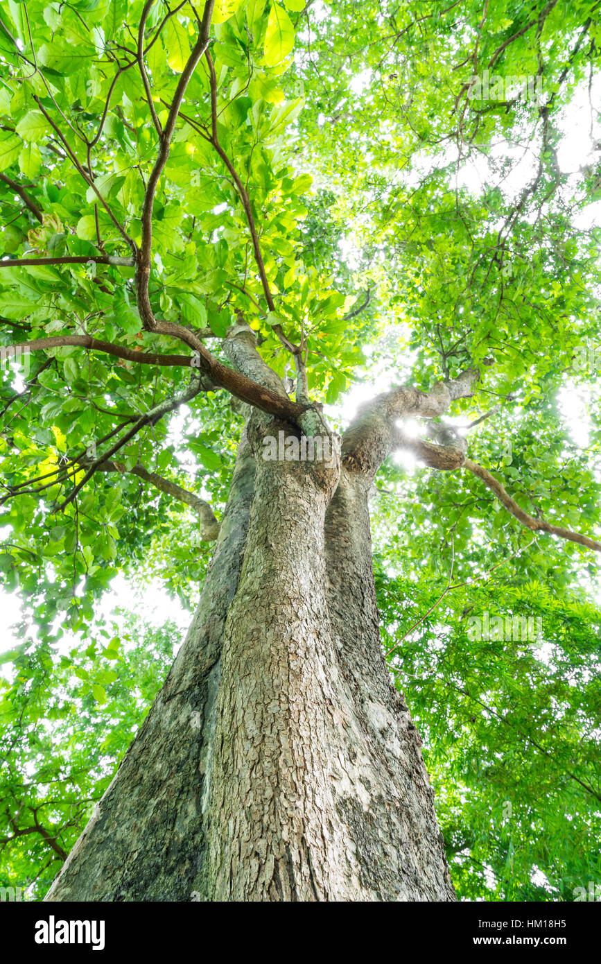 Green forest tree Stock Photo - Alamy