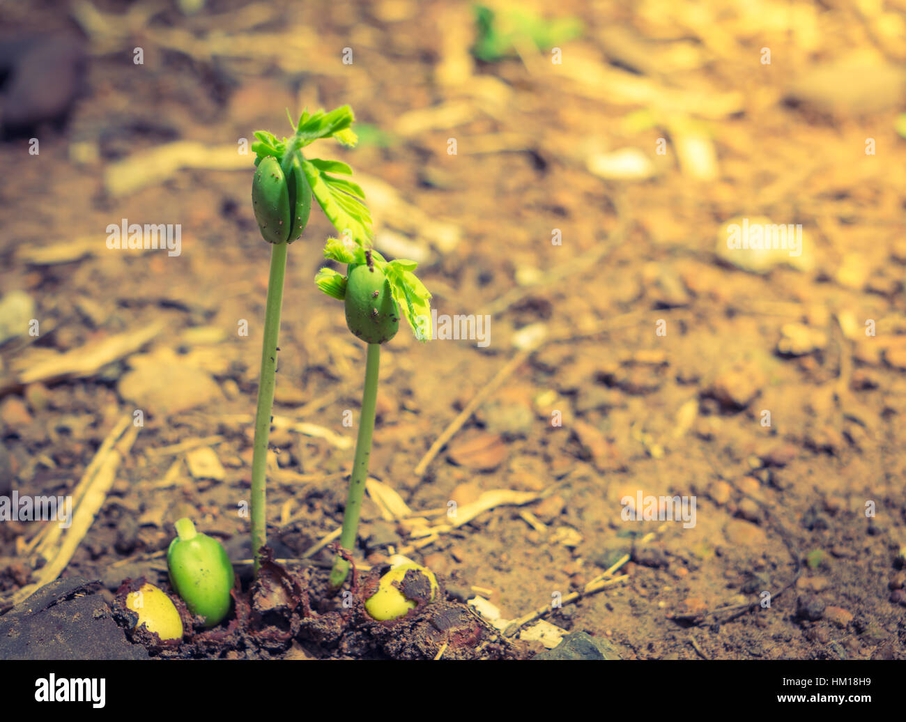 Green sprout growing ( Filtered image processed vintage effect Stock ...