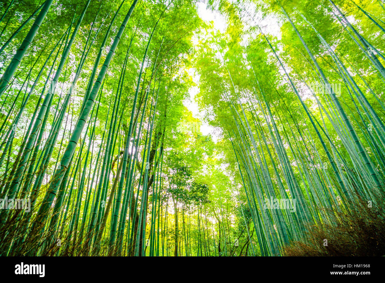 Bamboo Forest in Japan Stock Photo - Alamy