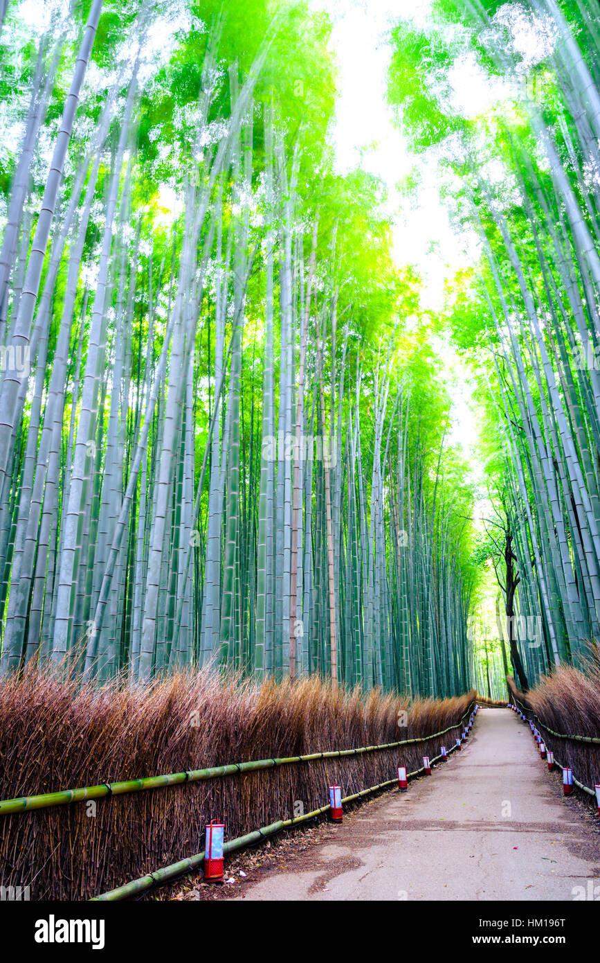 Bamboo Forest in Japan Stock Photo - Alamy