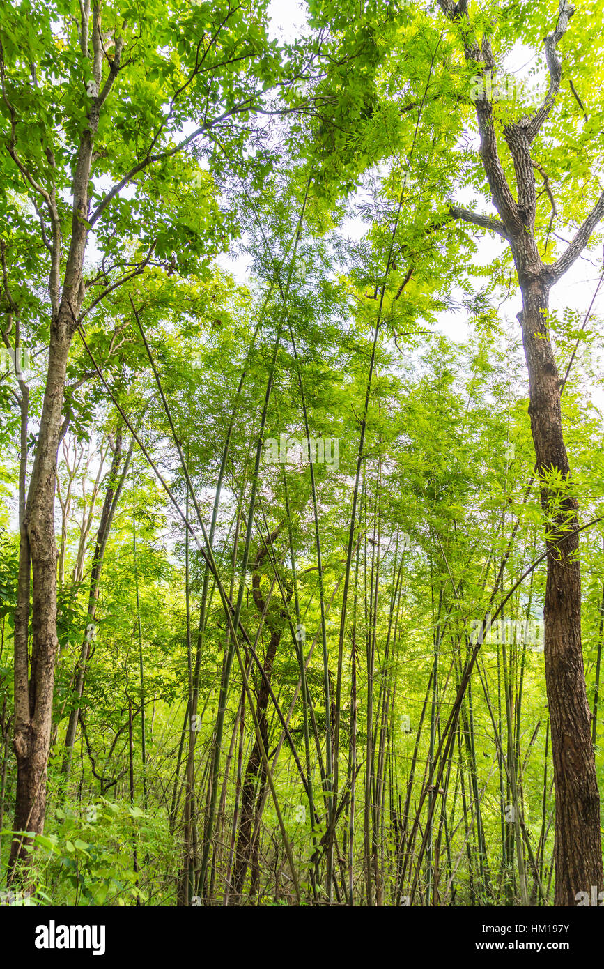 Green forest tree Stock Photo - Alamy