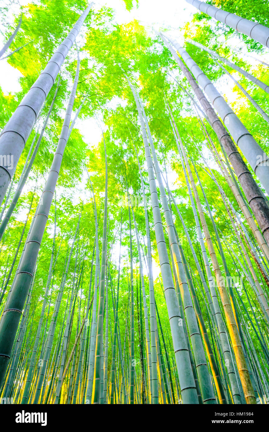 Bamboo forest with sunny in morning Stock Photo - Alamy