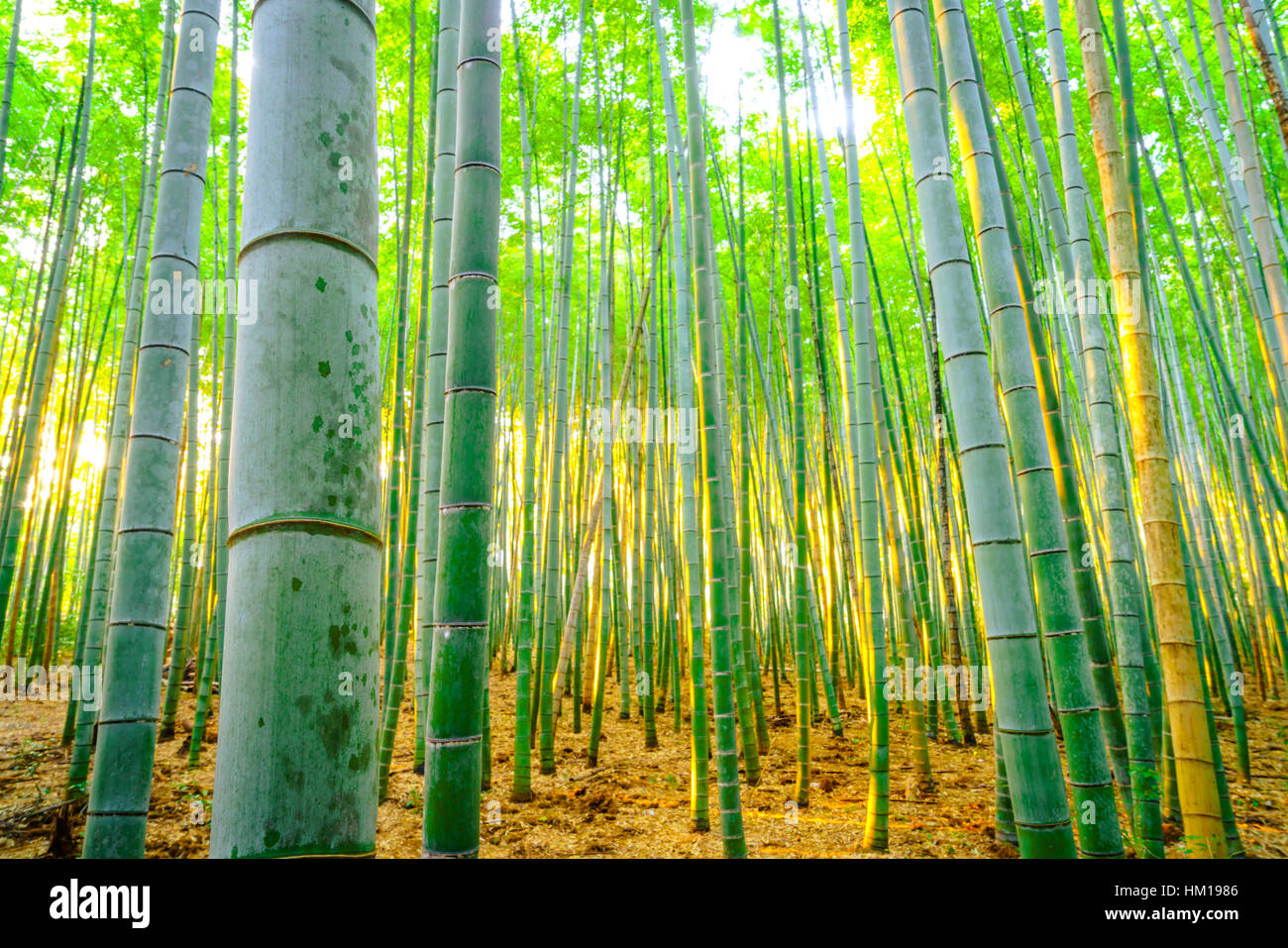 Bamboo forest with sunny in morning Stock Photo - Alamy