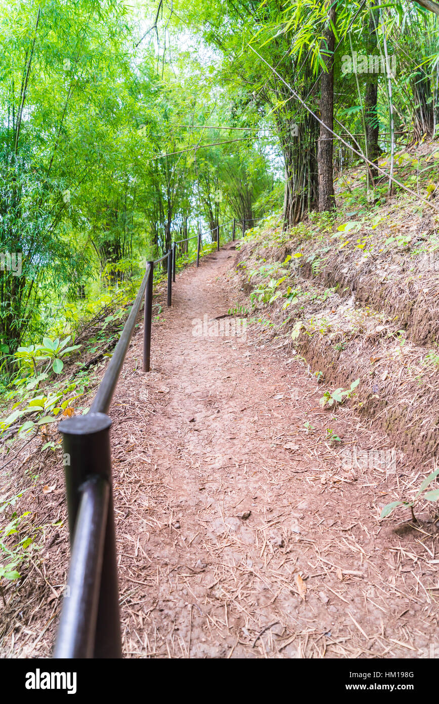 The walk into the forest Stock Photo - Alamy