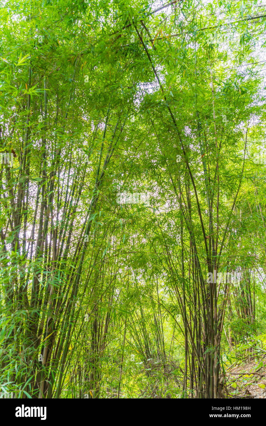 Green forest tree Stock Photo - Alamy