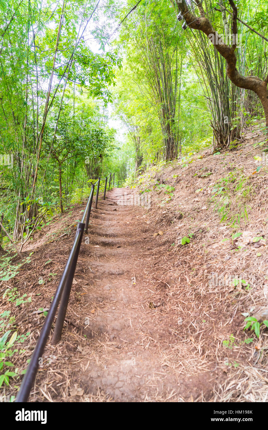 The walk into the forest Stock Photo - Alamy