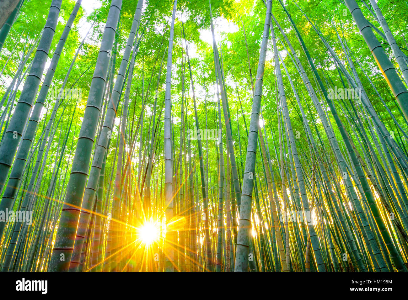 Bamboo forest with sunny in morning Stock Photo - Alamy