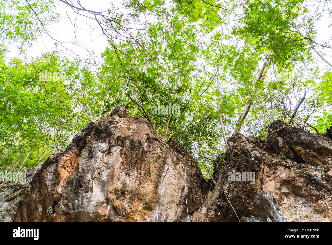 Green forest tree Stock Photo - Alamy