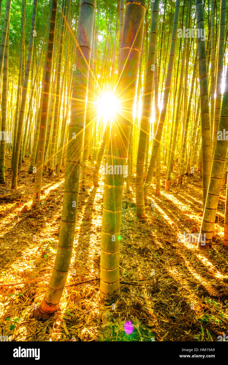 Bamboo forest with sunny in morning Stock Photo - Alamy