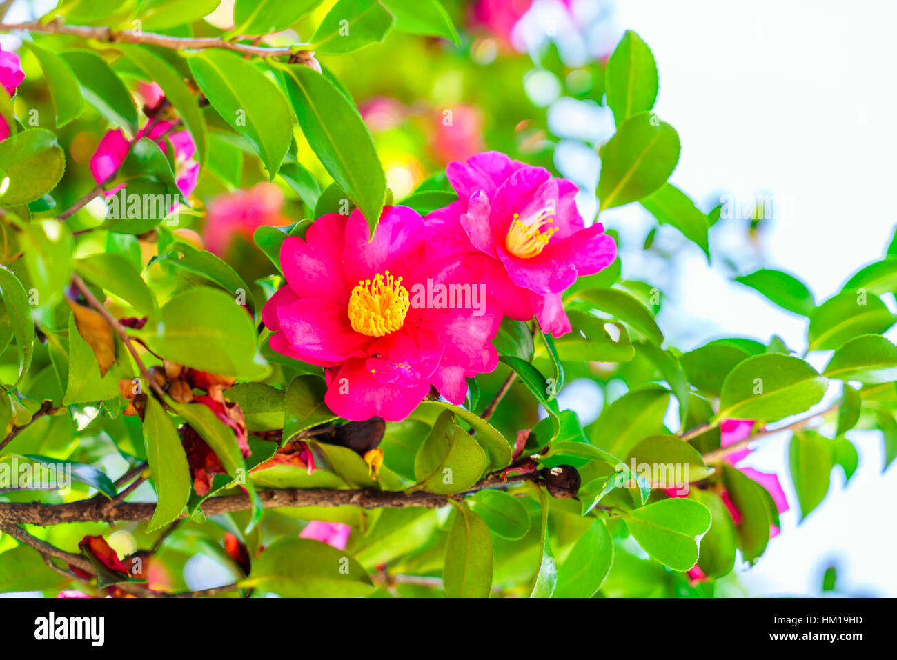 Colorful pink flower Stock Photo - Alamy