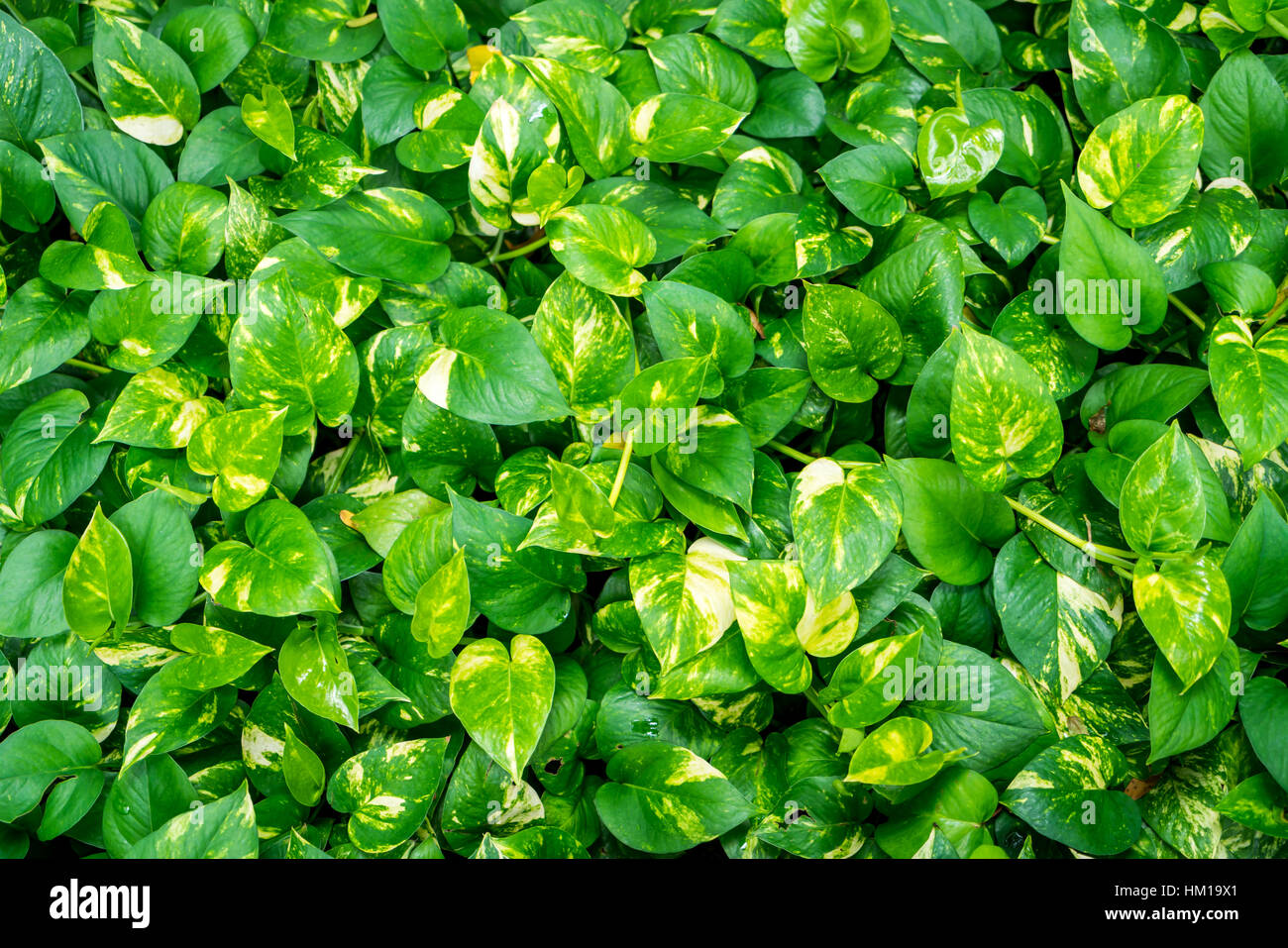 Fresh green leaves Stock Photo - Alamy